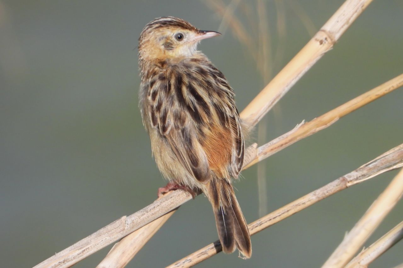 Cisticolidae - Cisticola juncidis (beccamoschino) , Natura Mediterraneo | Forum Naturalistico
